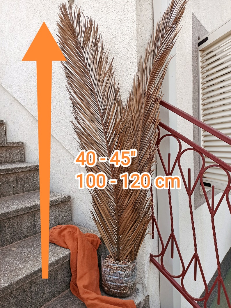 2 Dried Date Palm Leaves: Chocolate Tone, Boho Wedding Decor (4,0ft) - Etsy