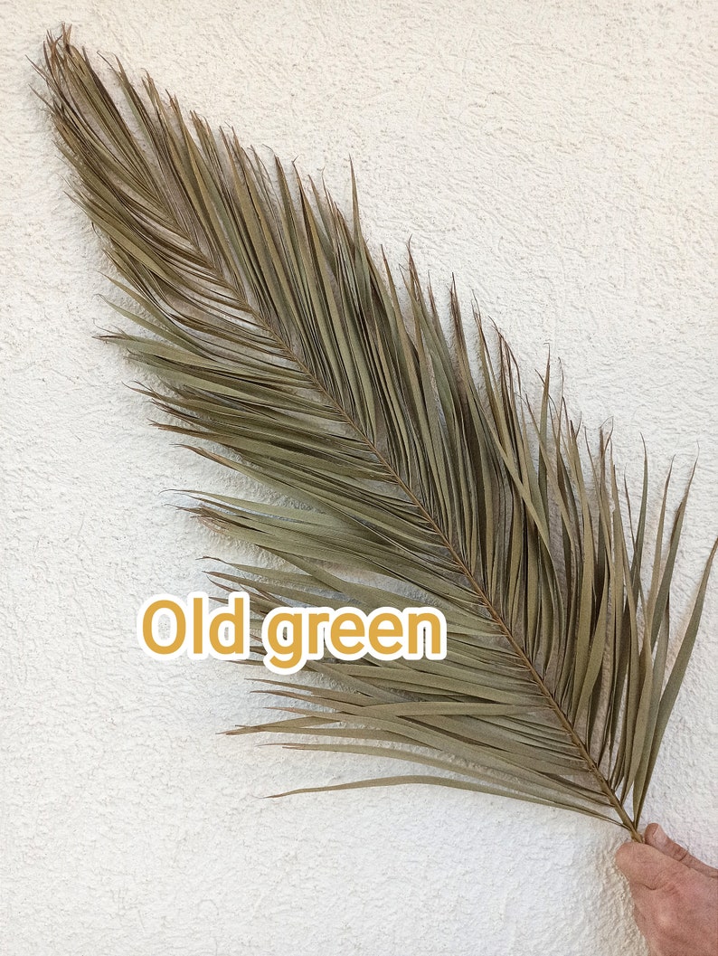 Dried Date Palm Leaf: 80cm Beige Green Frond, Tropical Boho Decor - Etsy UK