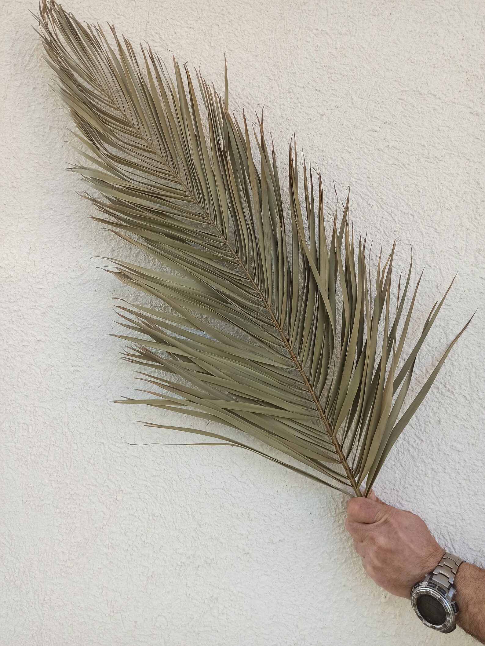Dried Date Palm Leaf: 80cm Beige Green Frond, Tropical Boho Decor - Etsy UK