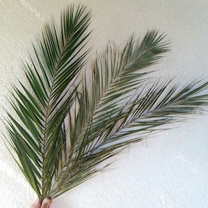 2 Stem Dried Date Palm Leaves: Natural Tropical Wedding Home Decor, 24 ...