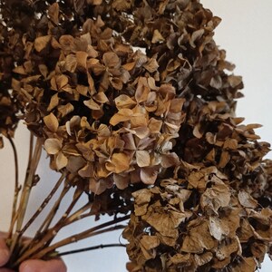 3st Natural Dried Hydrangea: Earthy Rustic Floral Arrangement - Etsy