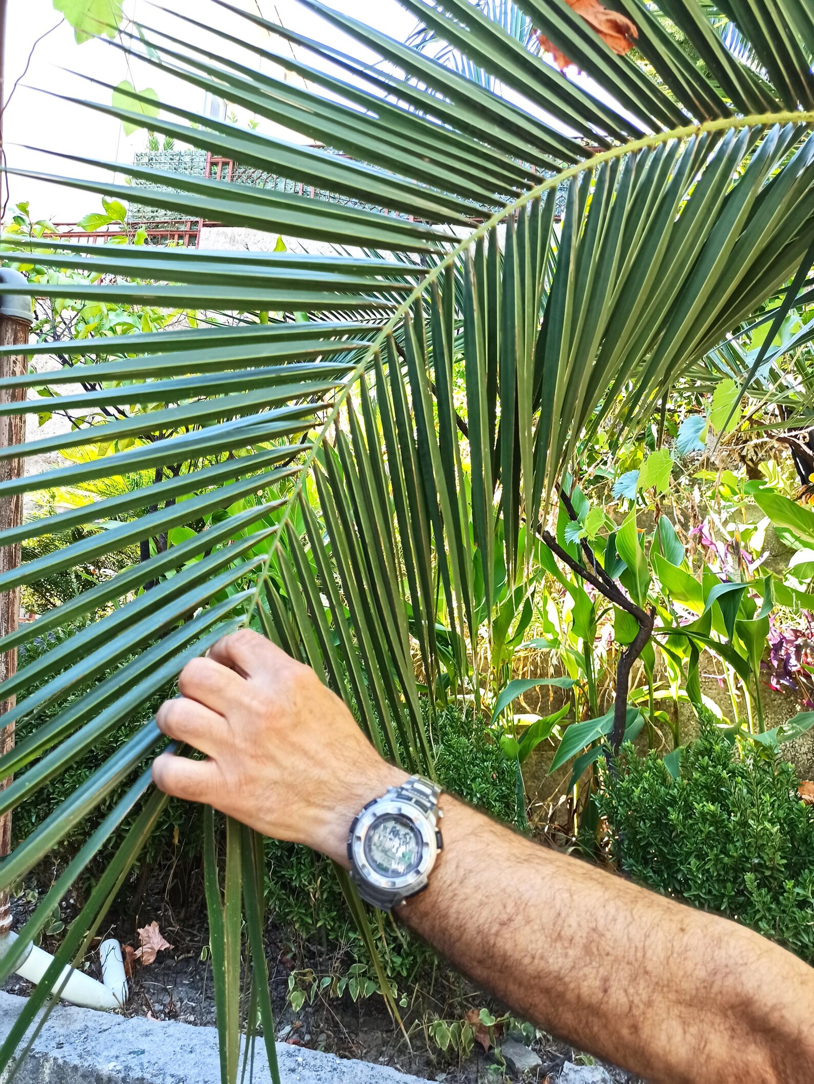 2 Stem Dried Date Palm Leaves: Natural Tropical Wedding Home Decor, 24 ...
