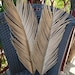 RAINBOW Dried Sago Palm Leaves 1st, Multicolor, Natural Dry Flower Home ...