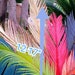 RAINBOW Dried Sago Palm Leaves 1st, Multicolor, Natural Dry Flower Home ...