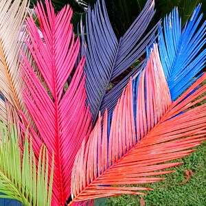 RAINBOW Dried Sago Palm Leaves 1st, Multicolor, Natural Dry Flower Home ...