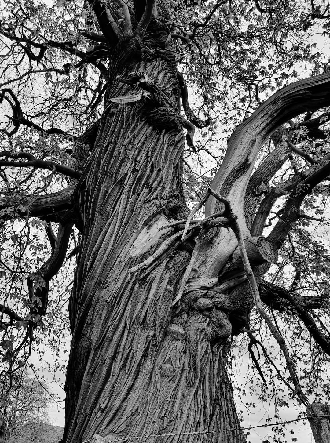 Twisty Tree Instant Digital Download - Etsy