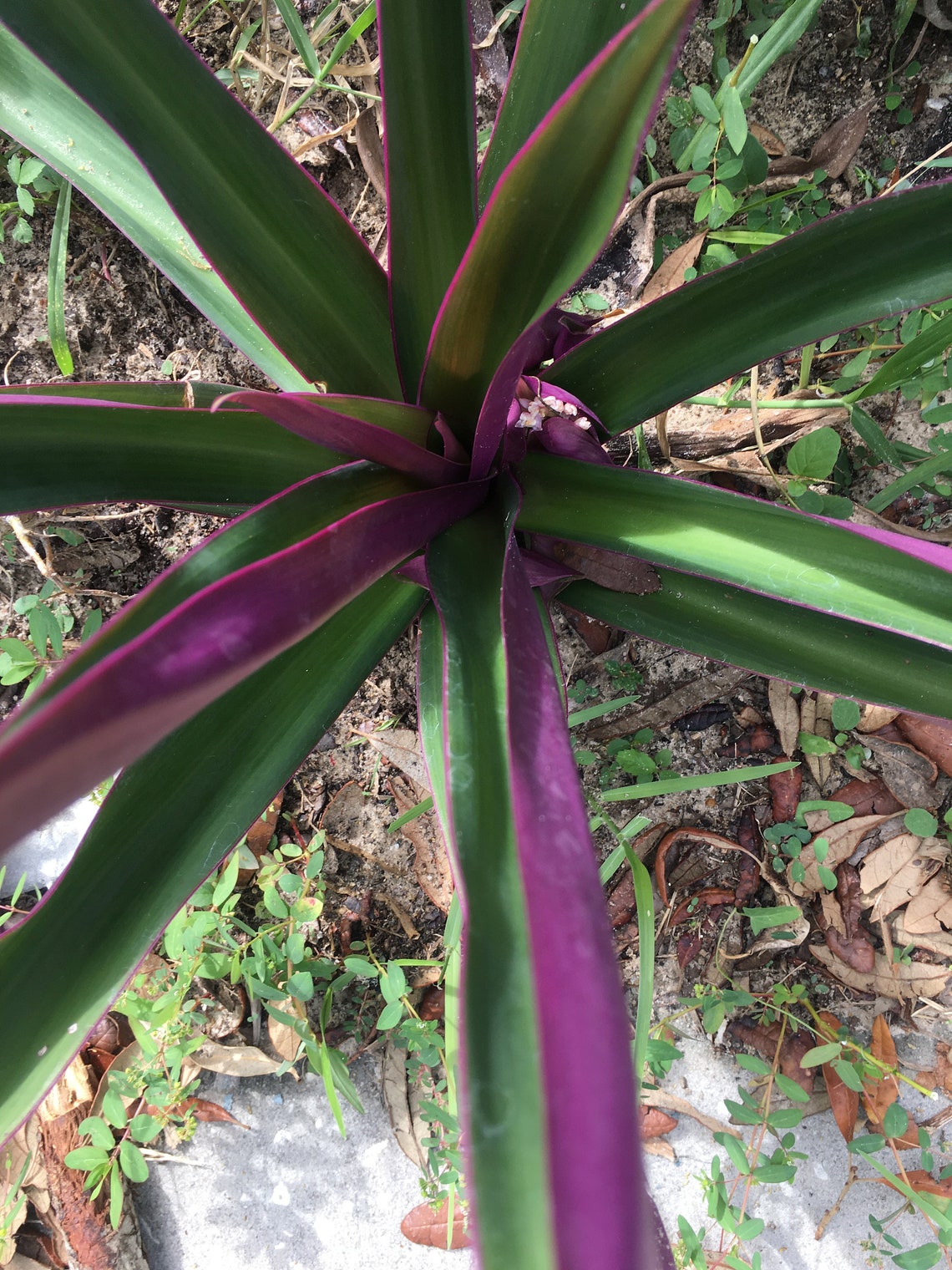 Tradescantia Spathacea, Dwarf, Rhoeo Spathacea, Moses-in-the-cradle ...