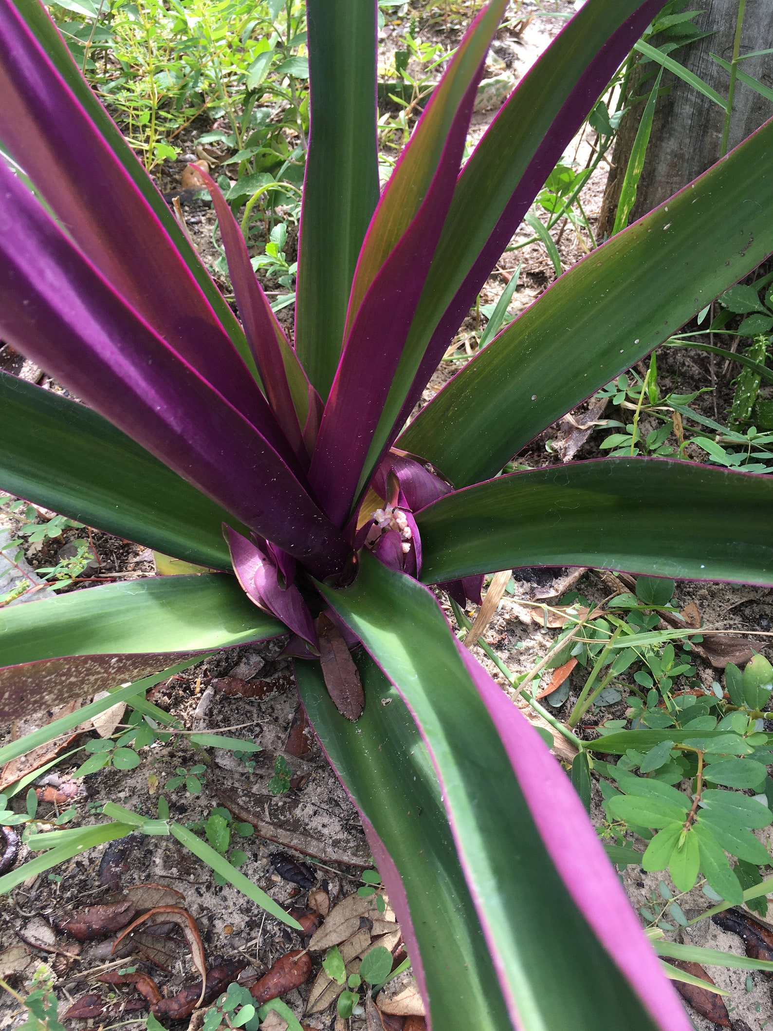 Tradescantia Spathacea, Dwarf, Rhoeo Spathacea, Moses-in-the-cradle ...
