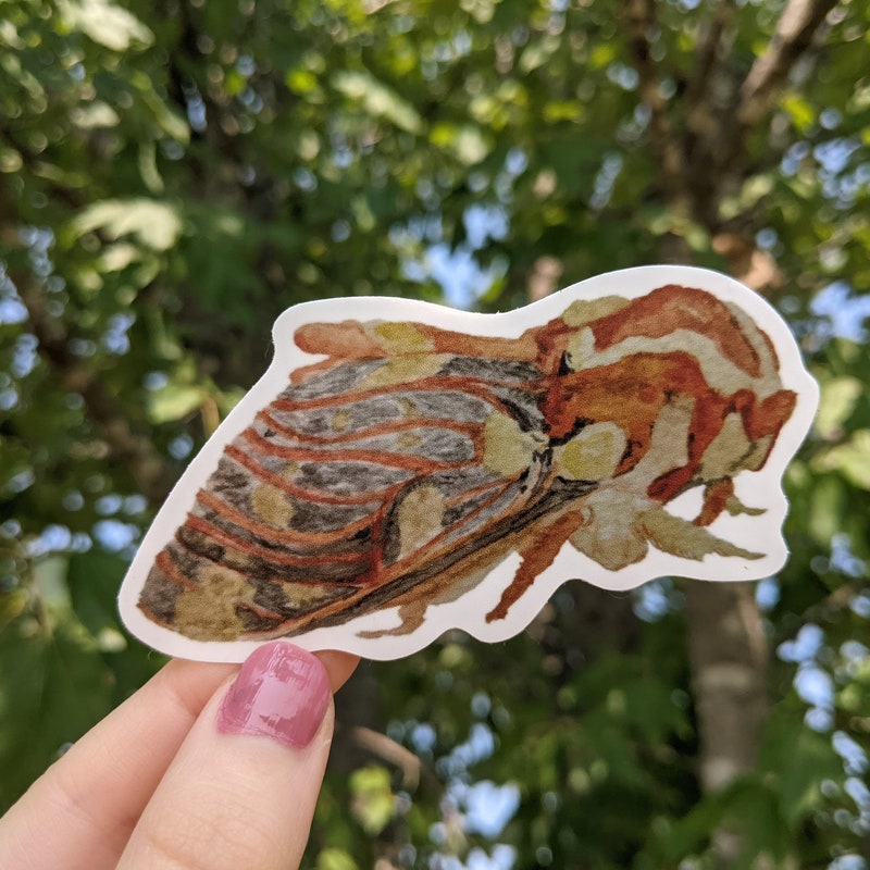 HaileySteinhauser - Etsy