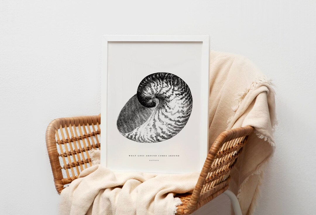 Beach House Decor Nautilus Shell Art - Etsy