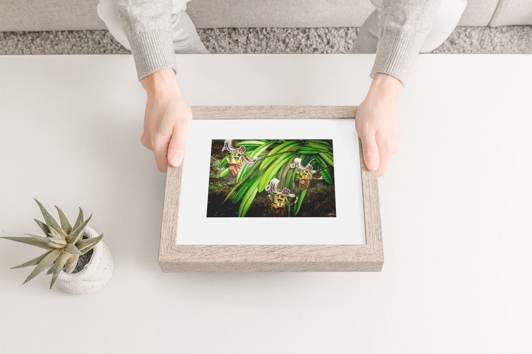 Thousand Pound Orchid by Diki Yapshi Yuthok. Museum Quality - Etsy