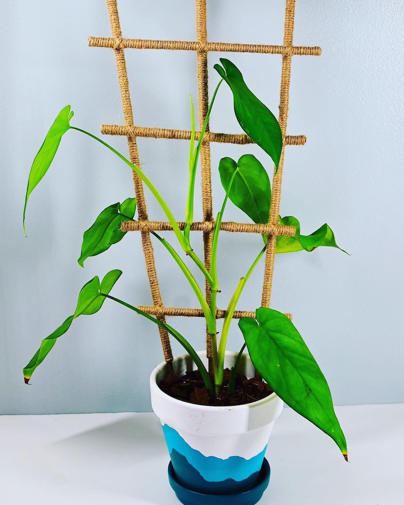 Jute Twine Wrapped Bamboo Indoor Plant Ladder Style Trellis - Etsy