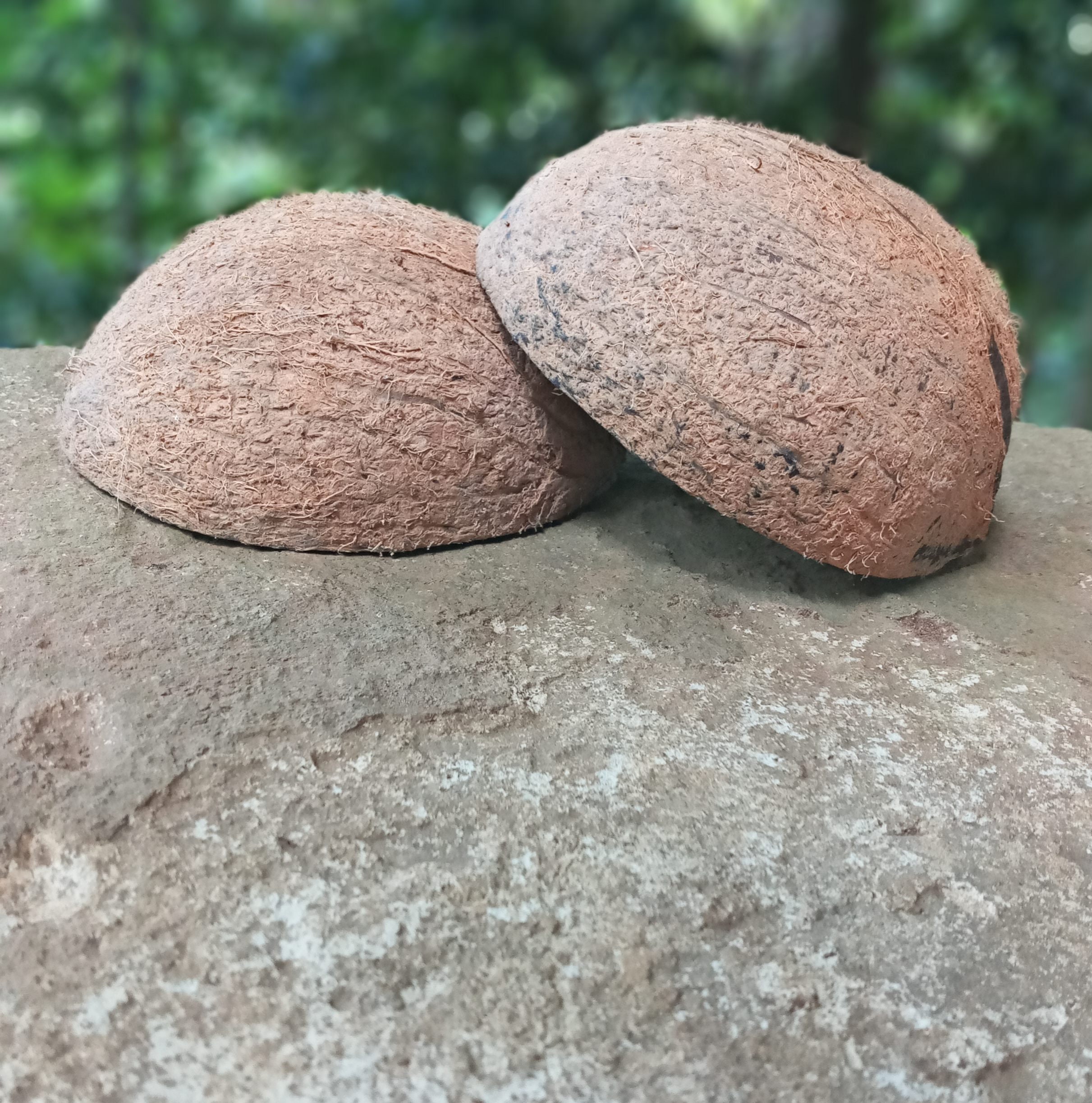Two of 100% Organic Coconut Shell Half Coconut Shell Craft Craft With ...