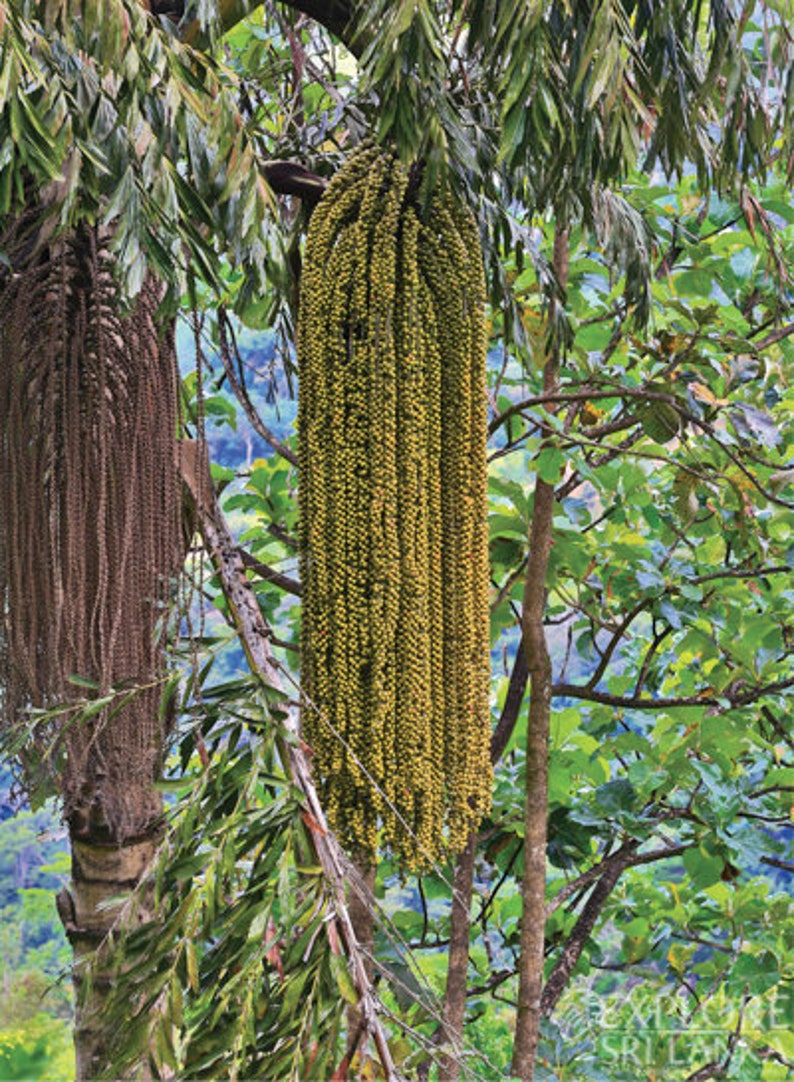 Ceylon PALM JAGGERY kithul Hakuru 100% Organic Made With Pure Kithul ...