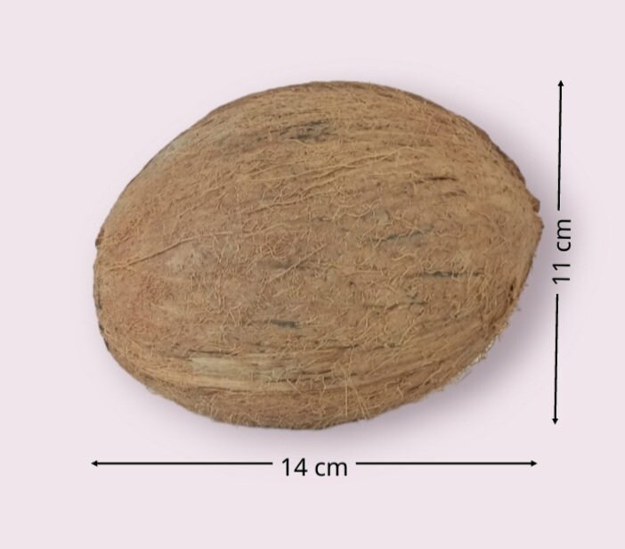 Whole Coconut Shell Coconut Shell Medium Coconut Whole Empty Coconut Natural Coconut Decor ...