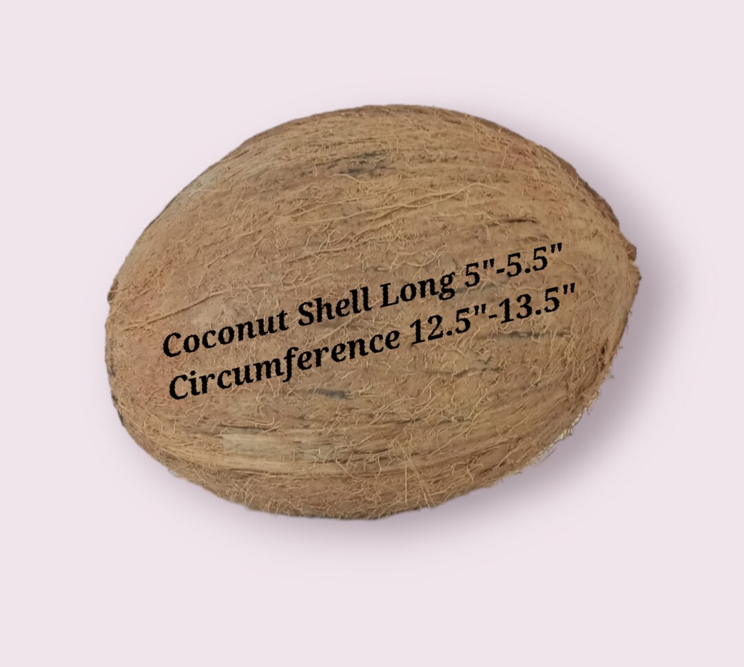 Whole Coconut Shell Coconut Shell Medium Coconut Whole Empty Coconut Natural Coconut Decor ...