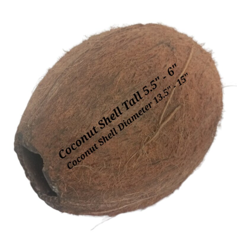 Coconut - Etsy