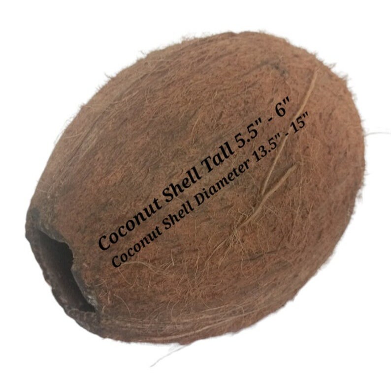 Large Size Whole Coconut Shell,whole Emptied Out Coconut Shell,whole ...