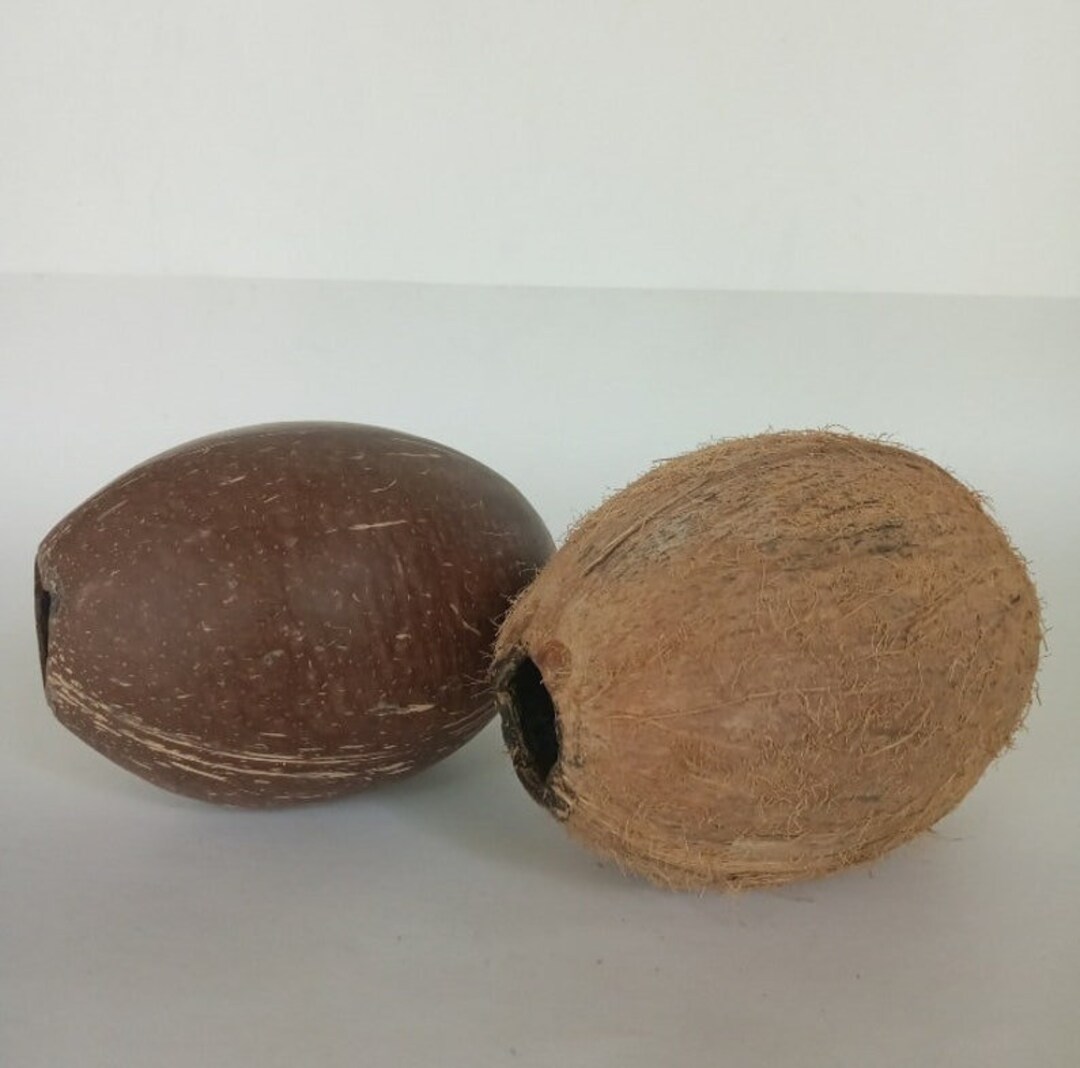 Large Size Whole Coconut Shell,whole Emptied Out Coconut Shell,whole ...