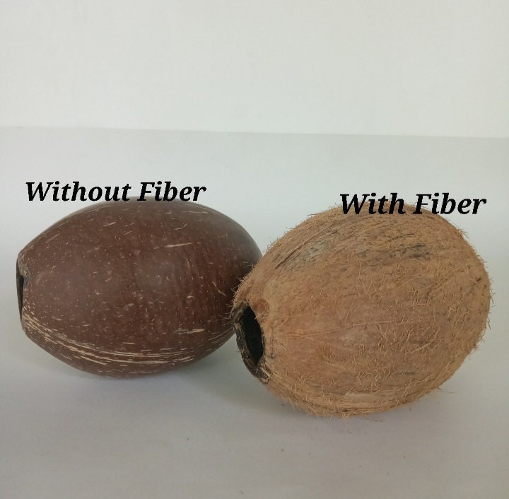 Whole Coconut Shell Coconut Shell Medium Coconut Whole Empty Coconut ...