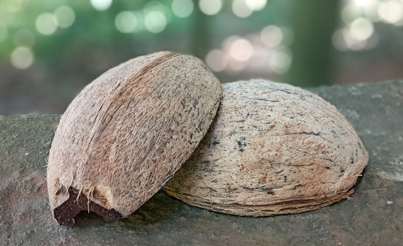 COCONUT Shell CHIPS / Organic Coconut Chips / Natural Coconut Shell ...