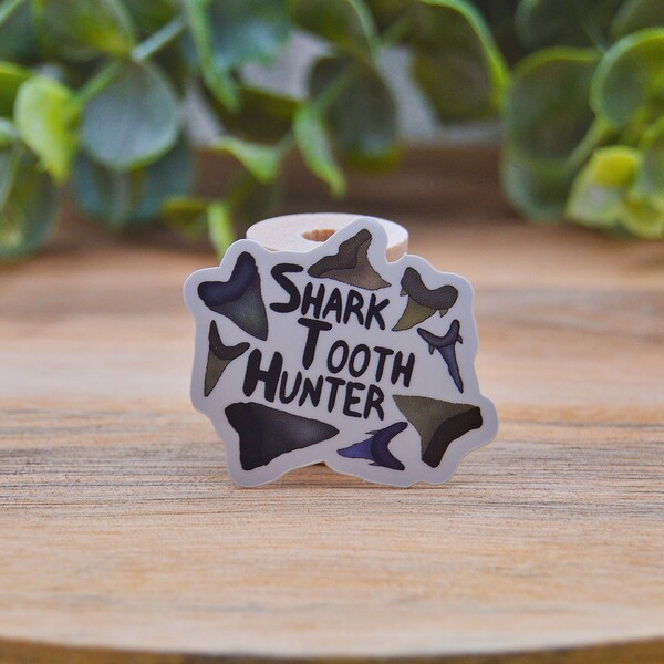 Shark Tooth Display - Etsy