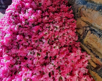 Rose Otto Essential Oil Al Shafa Rare Ta'ifi Rosa Damascena Damask ...