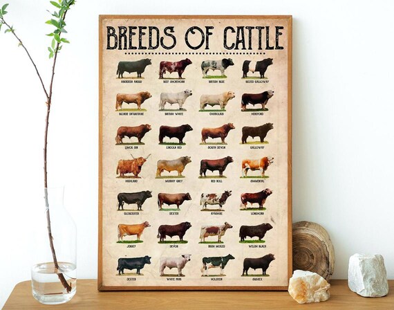 Breeds of Cattle Poster Cattle Print Cattle Art Cattle - Etsy