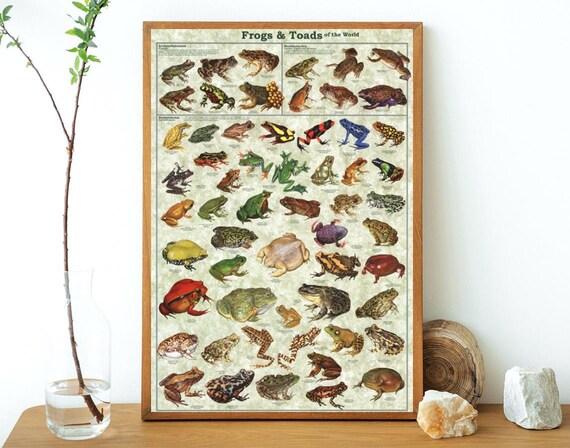 Frog Poster Wall Decor Art Print Satin Finish Poster Prints Giclée Art ...