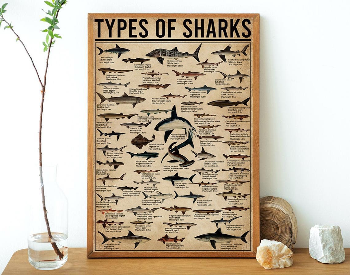 Shark Poster Ideas
