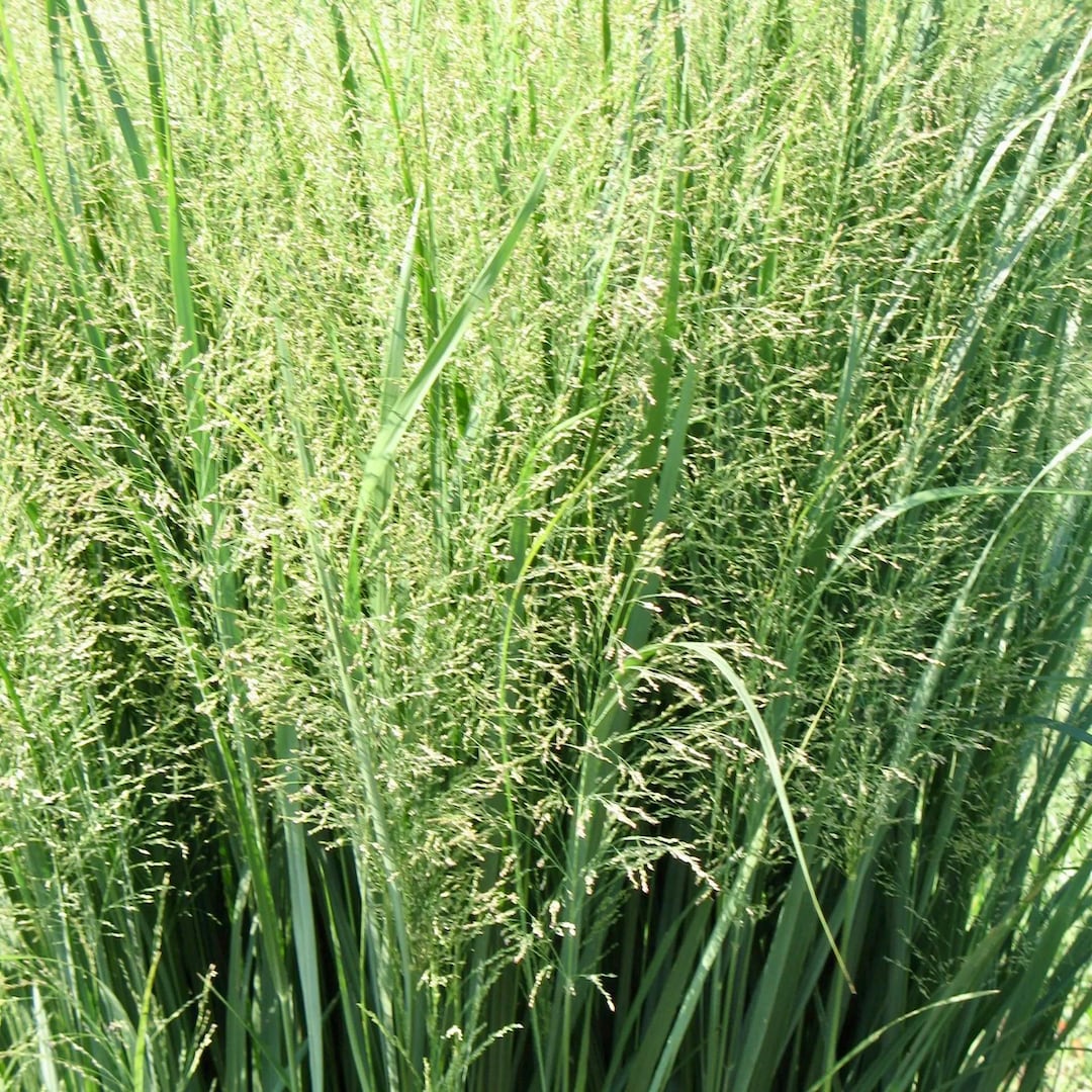 Switchgrass (panicum Virgatum) – Native Grass Seed | Low Maintenance ...