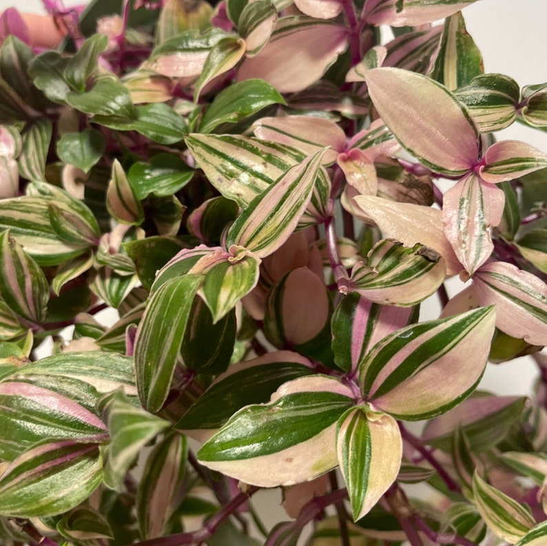 Assorted Tradescantia Cuttings: Unrooted Wandering Jew Inch Plant for Trailing Houseplant ...