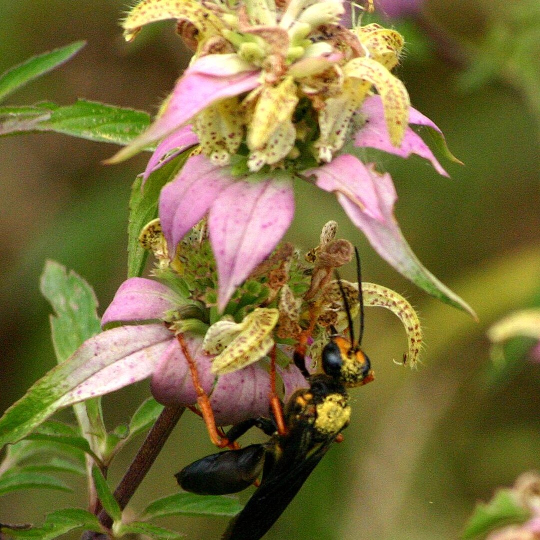 Spotted Bee Balm Seeds – Monarda Punctata Pollinator-friendly for ...