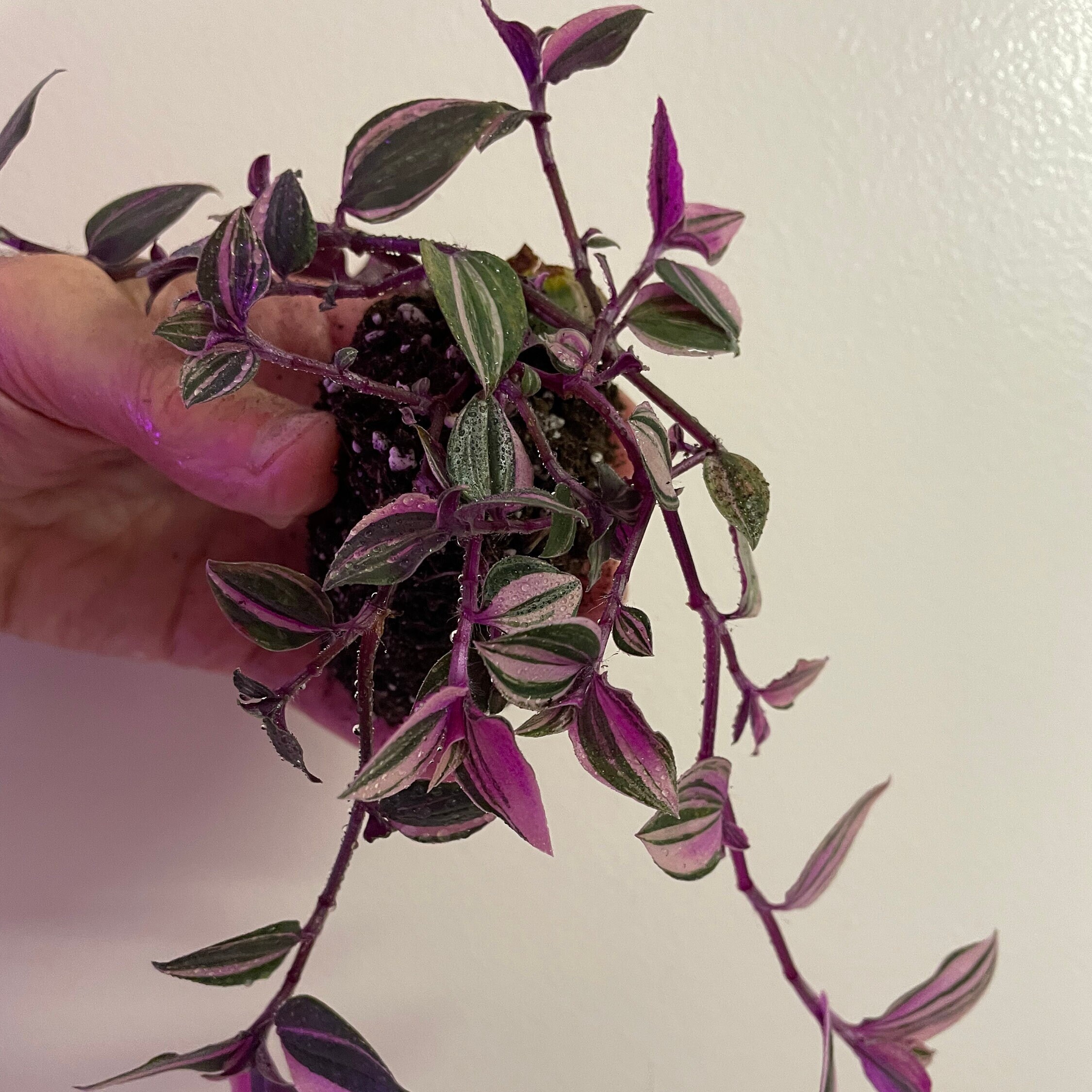 Tradescantia Mundala 'lisa' Trailing Houseplant Easy to Grow at Home - Etsy