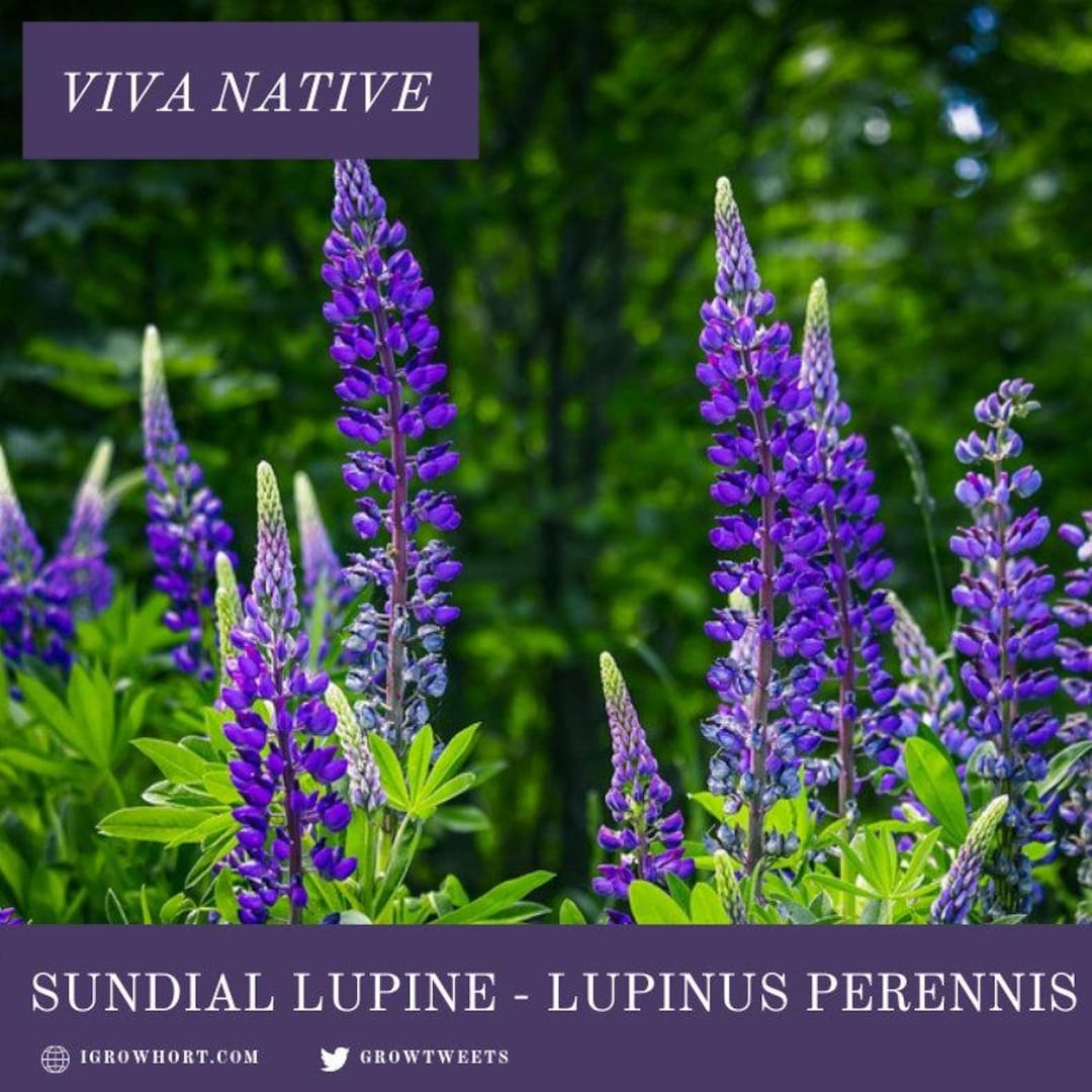 Lupin Seed - Blue Wild Lupine - Meadow or Border Perennial Native Seeds ...