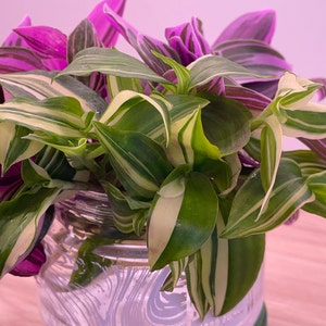 Assorted Tradescantia Cuttings: Unrooted Wandering Jew Inch Plant for Trailing Houseplant ...