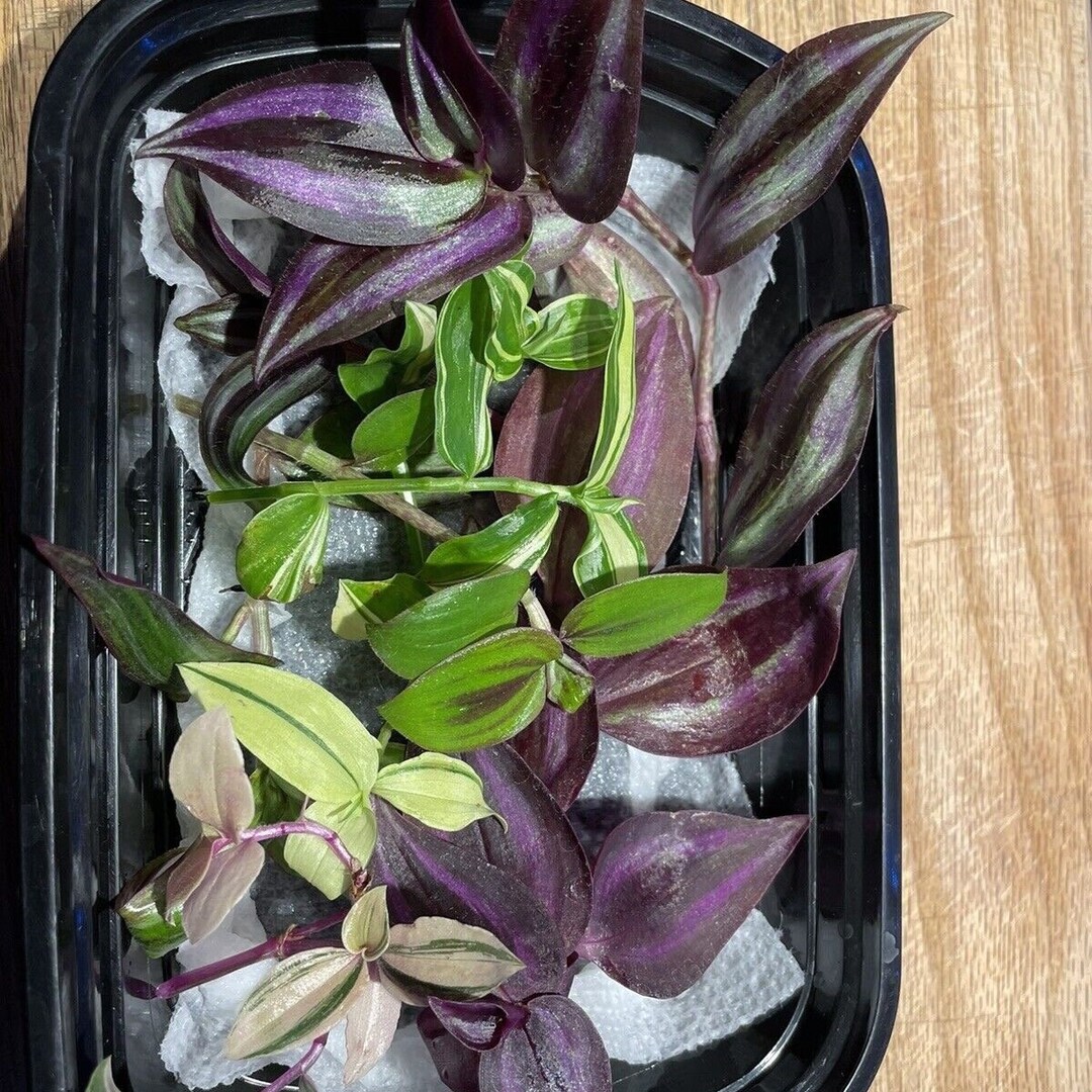 Assorted Tradescantia Cuttings: Unrooted Wandering Jew Inch Plant for Trailing Houseplant ...