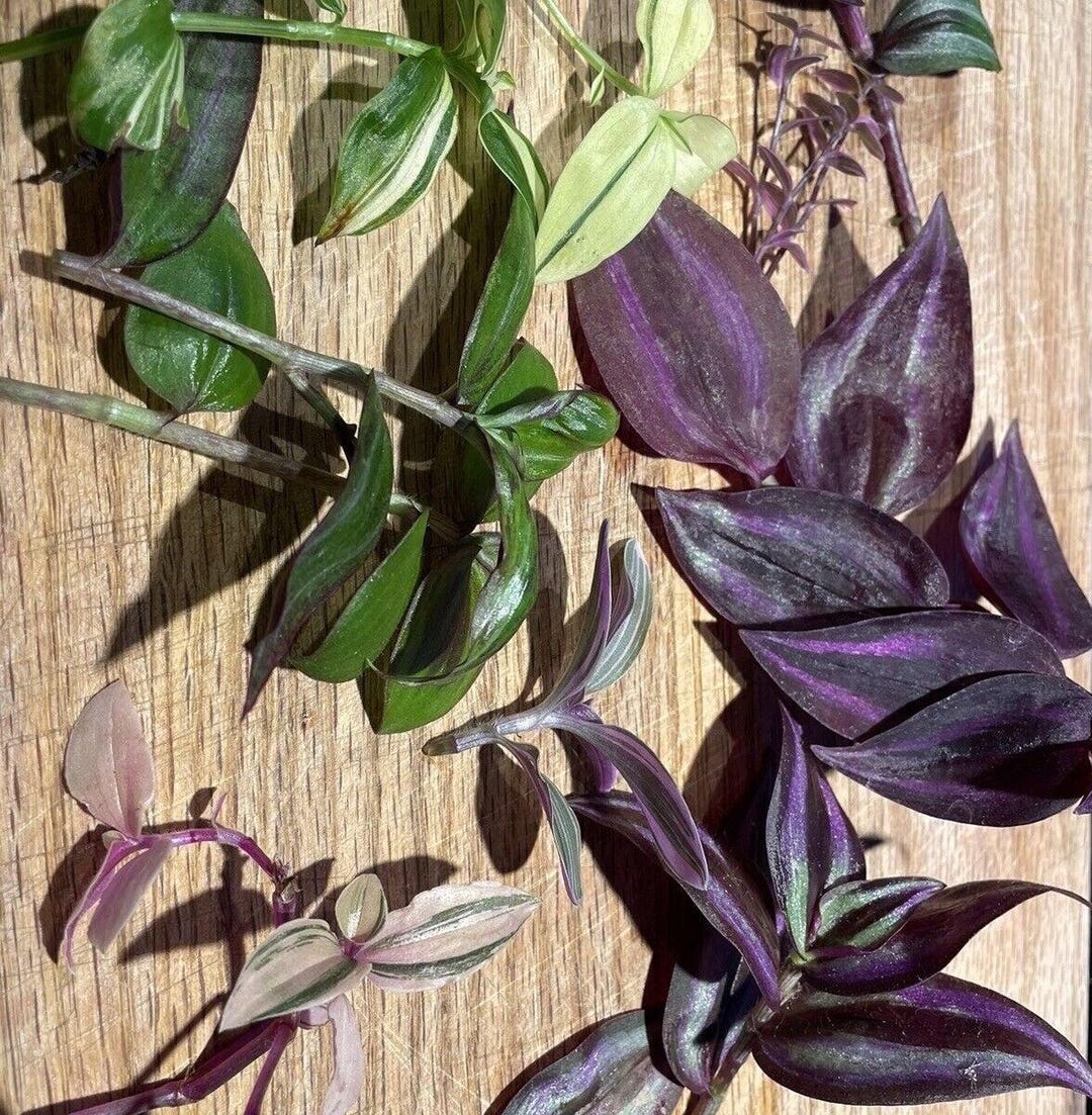 Assorted Tradescantia Cuttings: Unrooted Wandering Jew Inch Plant for Trailing Houseplant ...