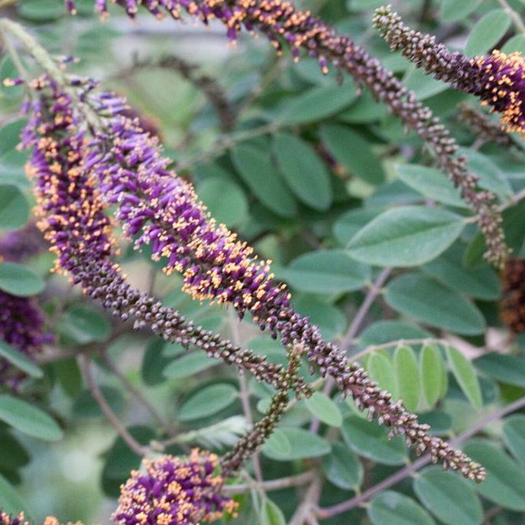 Amorpha Canescens Seeds - Leadplant Native Shrub Attracts Hummingbirds ...