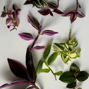 Assorted Tradescantia Cuttings: Unrooted Wandering Jew Inch Plant for Trailing Houseplant ...