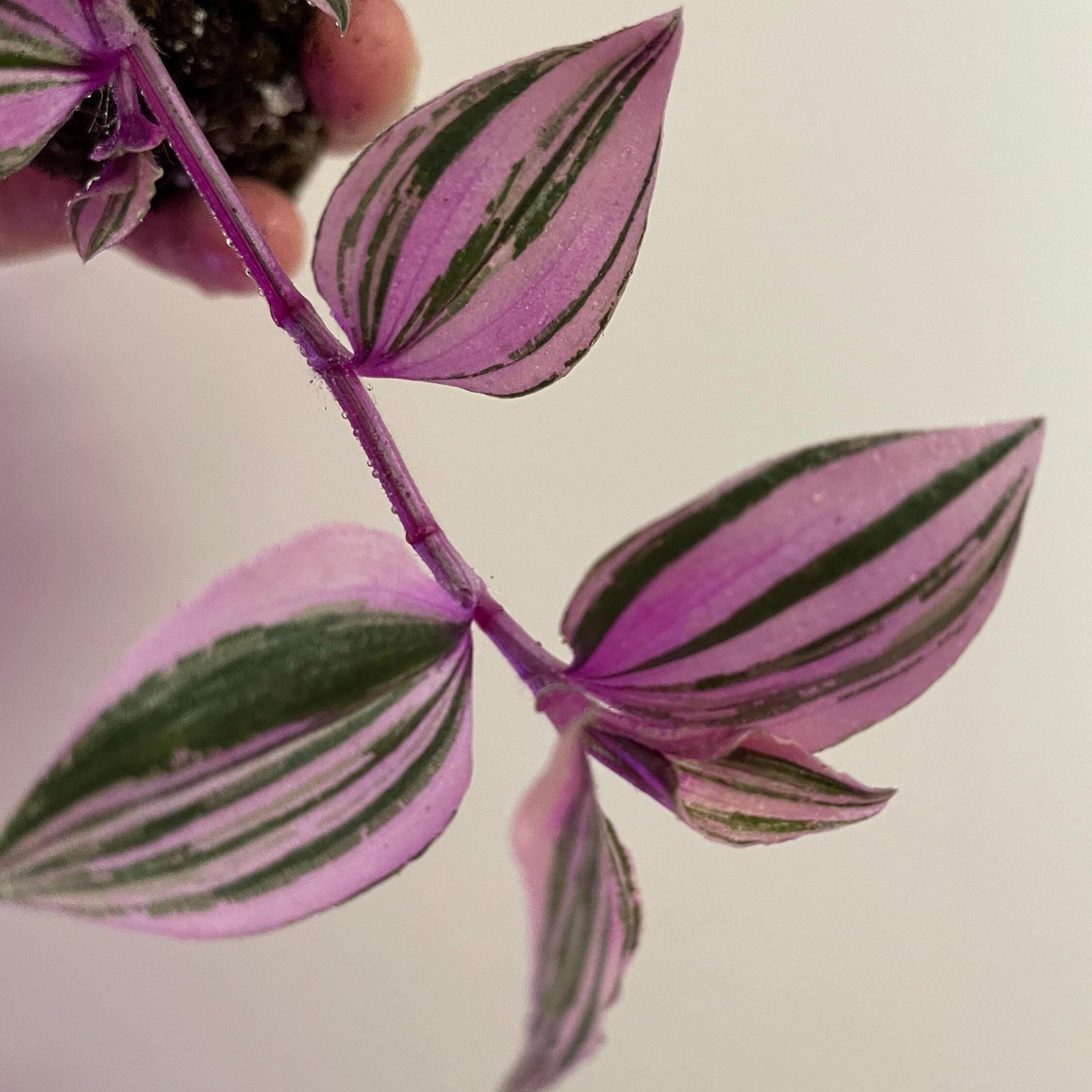 Tradescantia Mundala 'lisa' Trailing Houseplant Easy to Grow at Home - Etsy