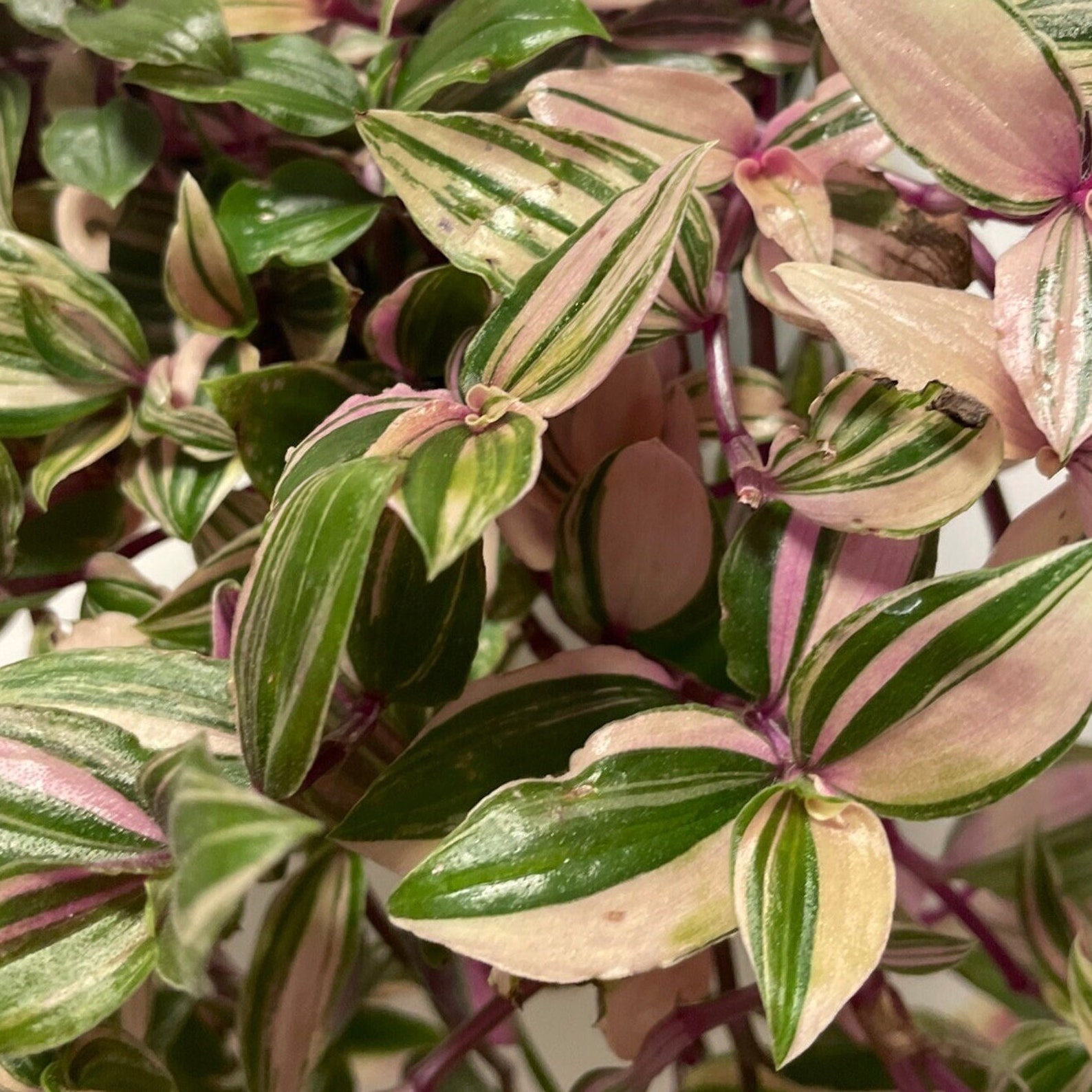 Tradescantia Mundala 'lisa' Trailing Houseplant Easy to Grow at Home - Etsy