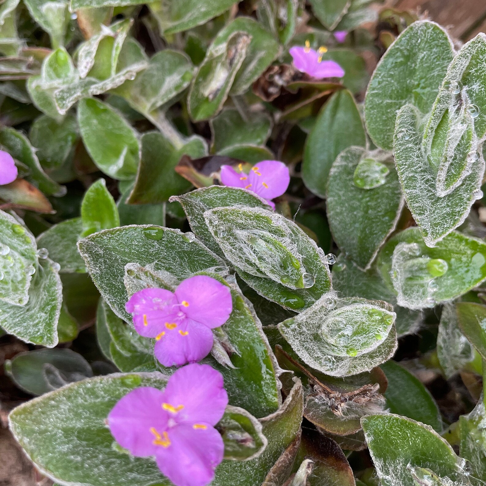 Assorted Tradescantia Cuttings: Unrooted Wandering Jew Inch Plant for Trailing Houseplant ...