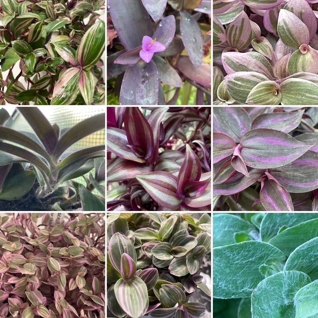 Assorted Tradescantia Cuttings: Unrooted Wandering Jew Inch Plant for Trailing Houseplant ...