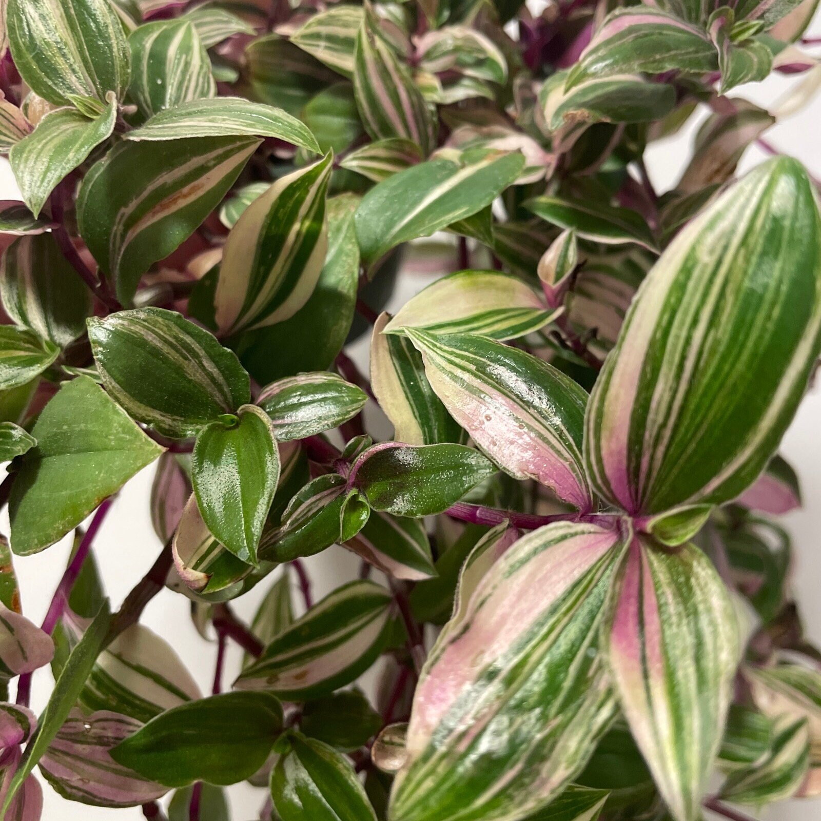 Tradescantia Mundala 'lisa' Trailing Houseplant Easy to Grow at Home - Etsy