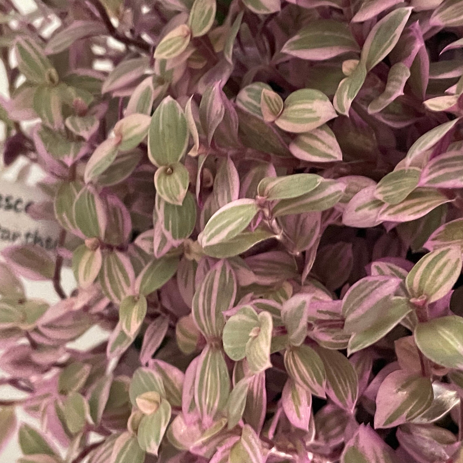 Assorted Tradescantia Cuttings: Unrooted Wandering Jew Inch Plant for Trailing Houseplant ...