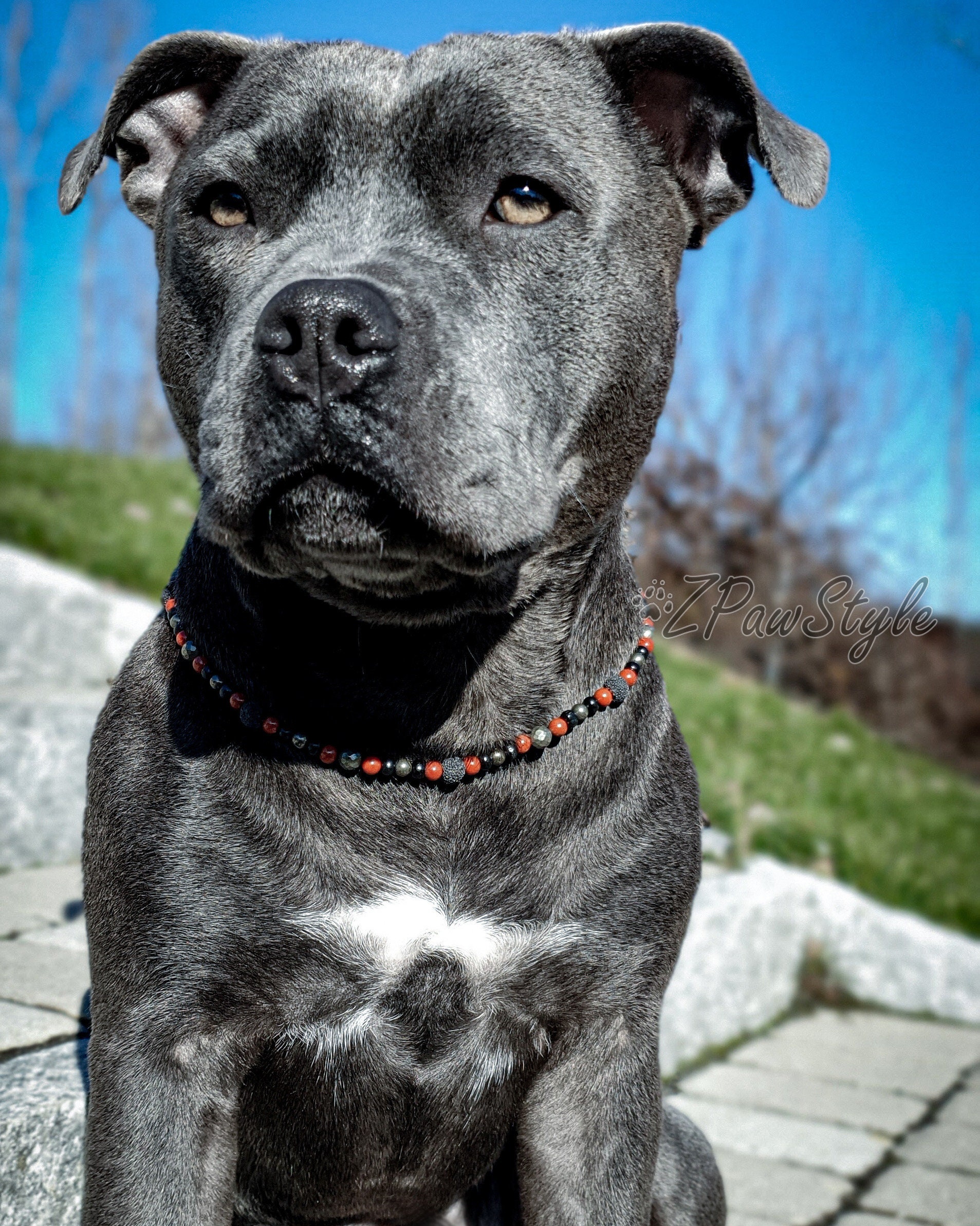 Beaded Necklace Collar Jewellery for Dogs Staffy Pitbull - Etsy