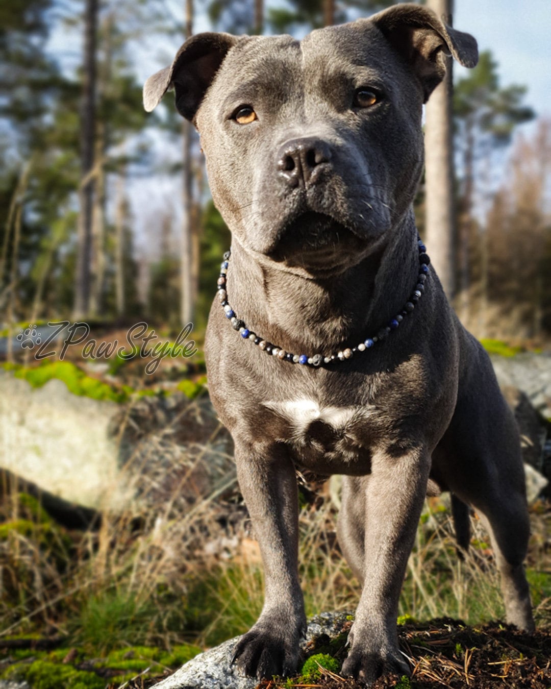 Beaded Necklace Jewellery for Dogs Staffy Collar Pitbull - Etsy UK