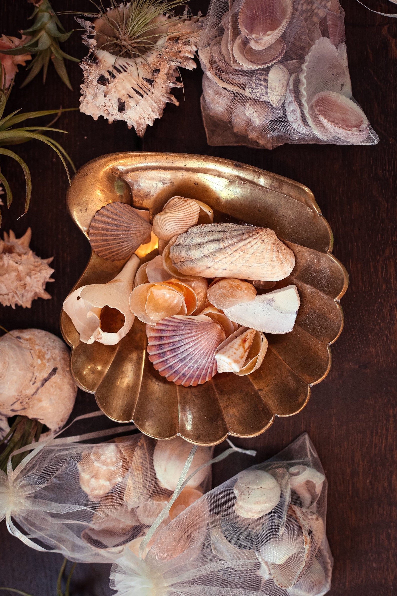 Seashell Lots by Color in Organza Bag - Vintage Shells From Collectors ...