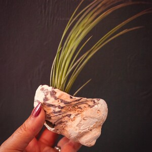 Large Grey Spiral Moon Snail/nautilus Shell - Vintage From Collector's ...